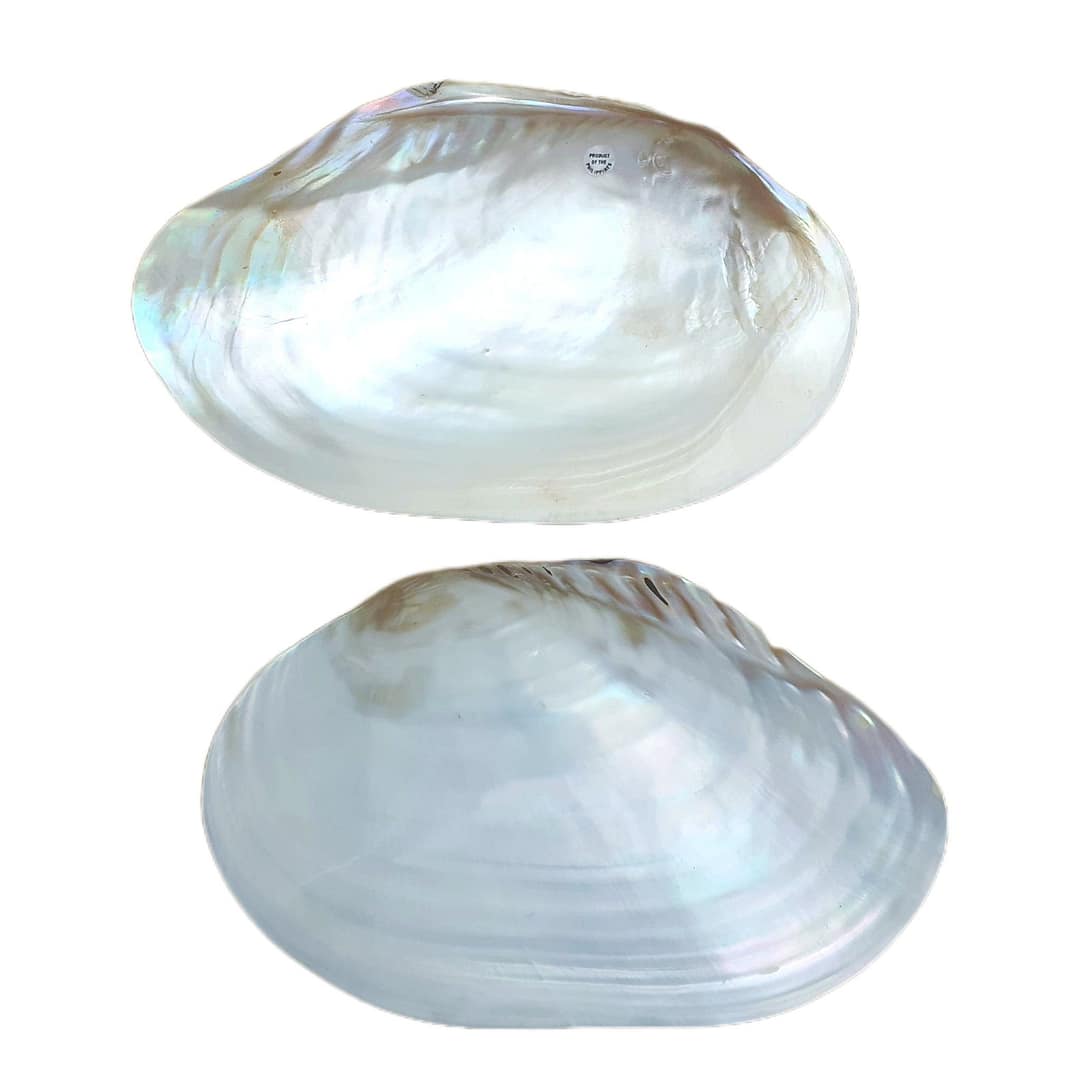 Concha Panopea Generosa - Templo de Buda