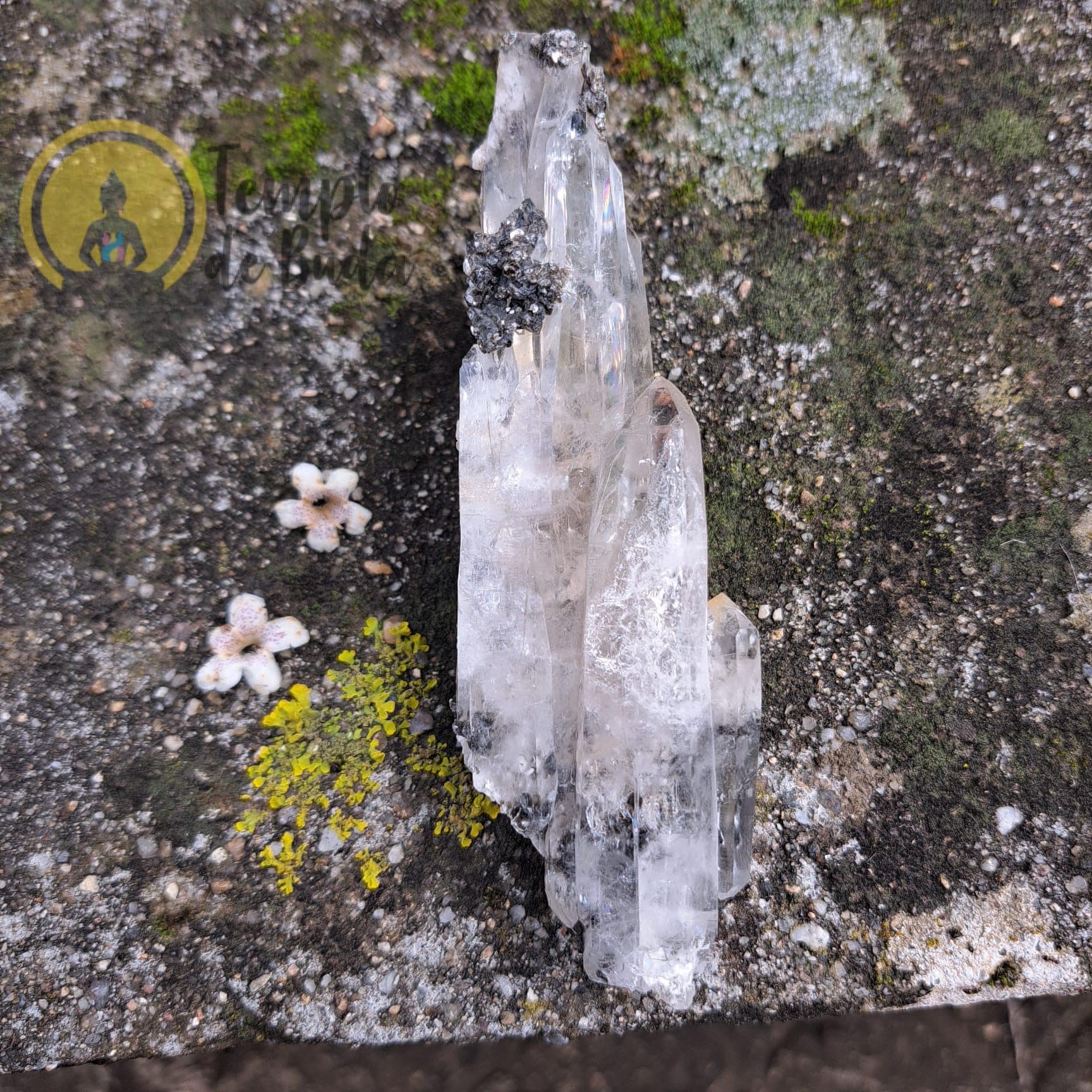 Trio de Pontas de Cristal Lemuriano Arco Iris - Templo de Buda
